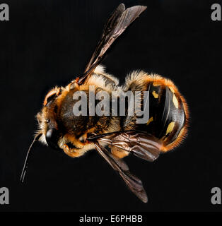 A close-up image of the back of Anthidium porterae, a native bee ...
