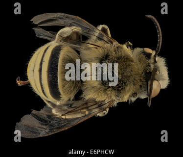 This image shows the back view of the male Nomada denticulata, a ...