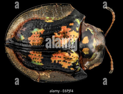 Mottled Tortoise Beetle (Deloyala guttata Stock Photo - Alamy