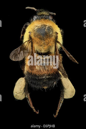 A female brown-belted bumblebee (Bombus griseocollis) pollinates purple ...