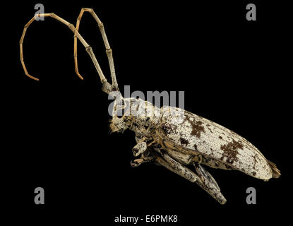 White Oak Borer (Goes tigrinus Stock Photo - Alamy