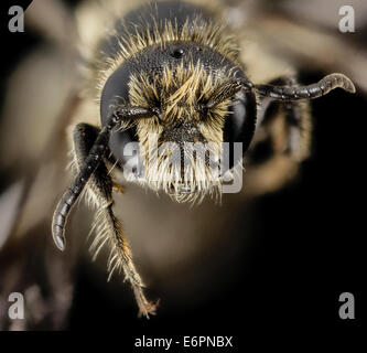 A close-up image of the male Chelostoma rapunculi, a bee species from ...