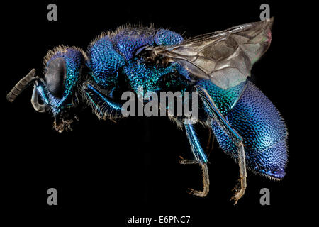 Group of metallic cuckoo wasp (Chrysididae) isolated on white ...