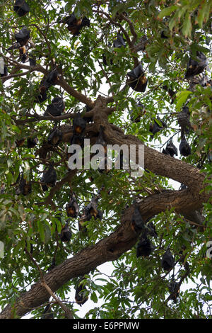 Fruit bats roost in a tree in Kakadu National Park, Northern Territory ...