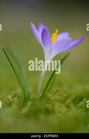 Early Crocus (Crocus tommasinianus), Emsland, Lower Saxony, Germany ...