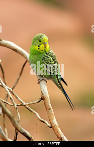 Budgerigar, Budgie (Melopsittacus undulatus), adult yawning Stock Photo ...