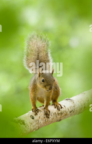 Japanese squirrel (Sciurus lis) tail, Mount Yatsugatake, Nagano ...