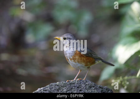 Grey-backed Thrush (Turdus hortulorum) adult female, perched on twig ...