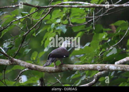 Mountain Imperial-pigeon (Ducula badia griseicapilla) adult, perched ...