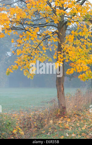 Tree in the fog, autumn, Lower Austria, Austria Stock Photo - Alamy