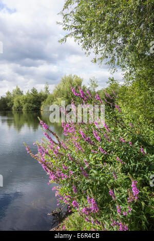 Purple Loosestrife wild marshland plant by lake on overcast day Milton ...