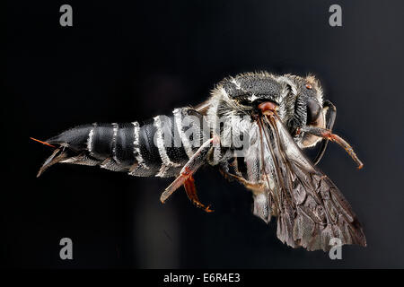 This image features a female Coelioxys sayi bee, a species known for ...