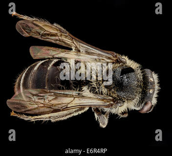 Close-up image of a female Colletes latitarsis bee, photographed for ...