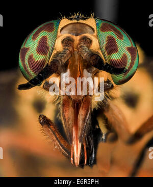 This image shows a Chrysops species, commonly known as a deer fly ...