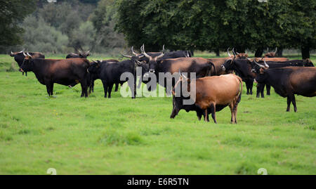 Hattingen, Germany. 29th Aug, 2014. Longhorn aurochses stand in the ...