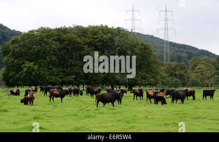 Hattingen, Germany. 29th Aug, 2014. Longhorn aurochses stand in the ...