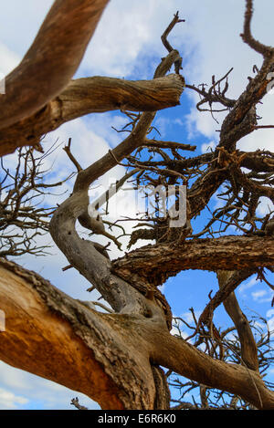 twisting tree branches against blue sky Stock Photo - Alamy