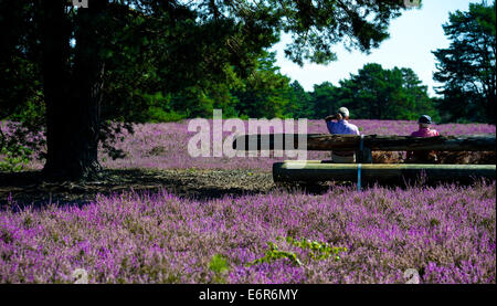 Hermannsburg, Germany. 28th Aug, 2014. Hikers stroll in the Misselhorn ...