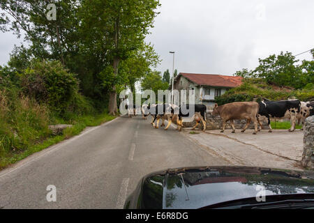 line of black and white cows waiting to be milked with numbered Stock ...