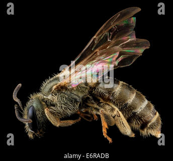 This image captures a close-up of a Halictus parallelus bee ...