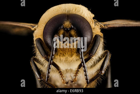 Drone honeybee (Apis mellifera) face, showing compound eye and three ...