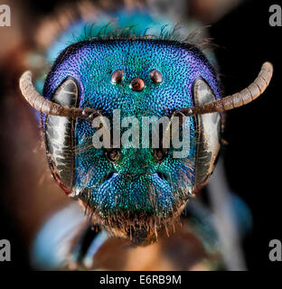 Close-up photograph of a Hoplitis fulgida bee, captured by Claire ...