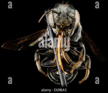 This image features a female Hoplitis truncata bee from Hardy County ...