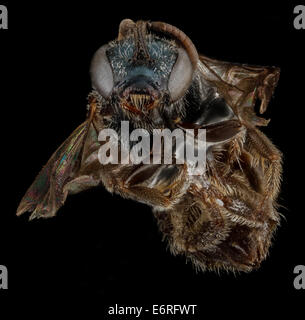A female Lasioglossum halophitum bee, captured in St. Johns County ...