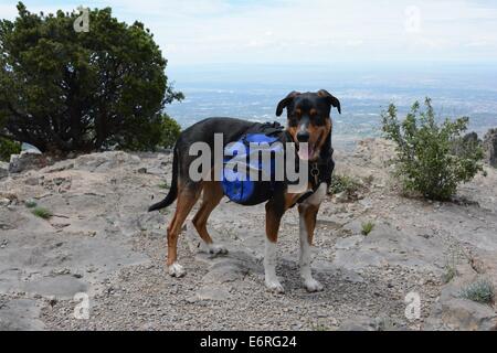 Top of Tree Spring Trail Sandia Mountains New Mexico - USA Stock Photo ...
