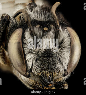 A close-up photograph of the female Megachile relativa, a species of ...