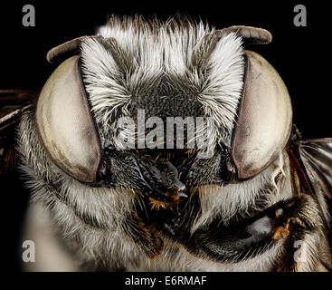 This close-up image captures the Megachile mendica bee, photographed in ...