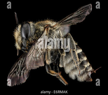 alfalfa leafcutter bee (Megachile rotundata), male on Eryngium planum ...