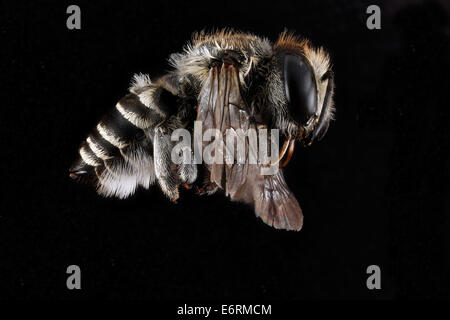 Megachile brevis, a female leafcutter bee, was photographed showing its ...