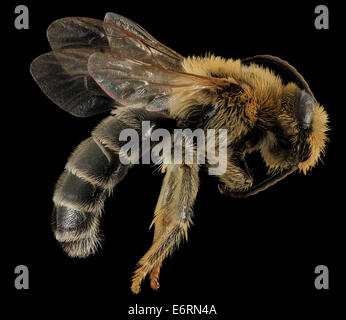 Melitta americana, a cranberry specialist bee, photographed in Moore ...