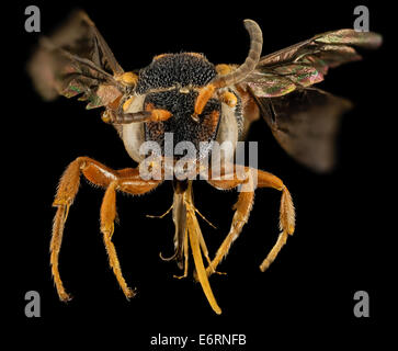 Nomada fervida, a cuckoo bee species, was photographed in St. Johns ...
