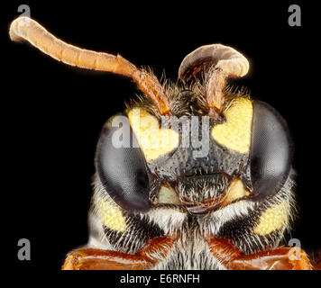 This scientific image focuses on the female genital rings of ...