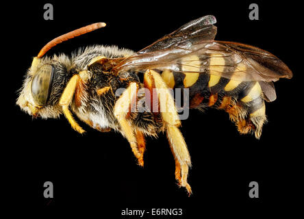 A close-up of Nomada superba, a parasitic bee species from Minnesota ...