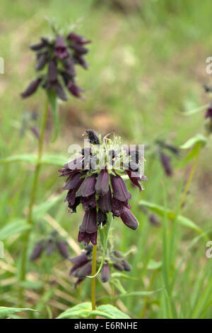 Whipple's penstemon (Penstemon whippleanus Stock Photo - Alamy