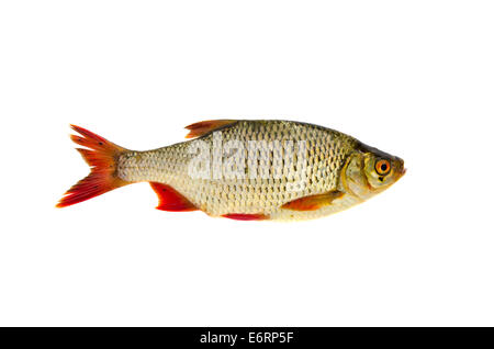 Fish. Fresh raw fish rudd isolated on white background Stock Photo - Alamy