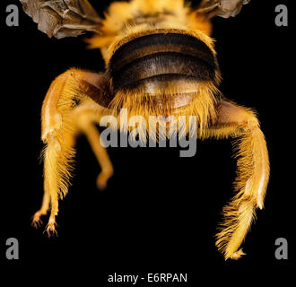 Pachymelus bicolor, a species of bee from Madagascar, is featured in ...