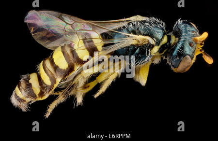 The male Perdita aridella, a species of mining bee, photographed in ...