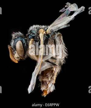 Perdita asteris, a species of mining bee, is photographed in the ...