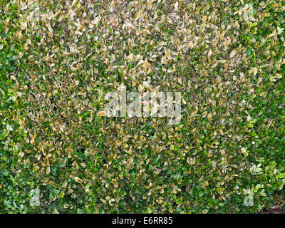 box blight,,buxus,box hedge,damage,damaged,evergreens,shrubs,hedges ...