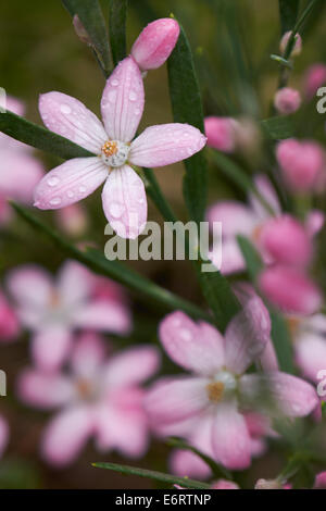 Eriostemon australasius in flower is a common shrub of the Rutaceae ...