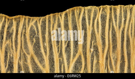 silver maple, samara wing, prince georges county, md Stock Photo - Alamy