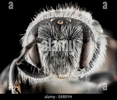 A rare male Stelis labiata bee photographed in Moore County, North ...