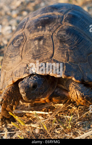 photo of marginated tortoise Stock Photo - Alamy