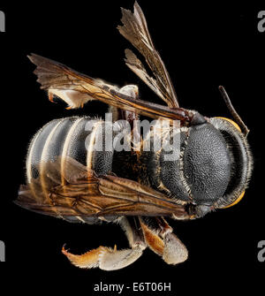 The female Trachusa ridingsii, a species of bee from Sandhills National ...