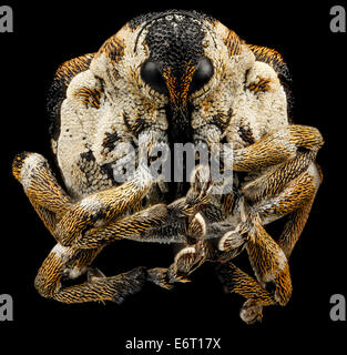 Weevil, U, face, Maryland, Chino Farm Stock Photo - Alamy
