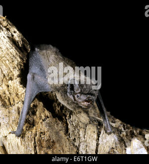 Leisler's bat (Nyctalus leisleri) flying low over water, taken at night ...